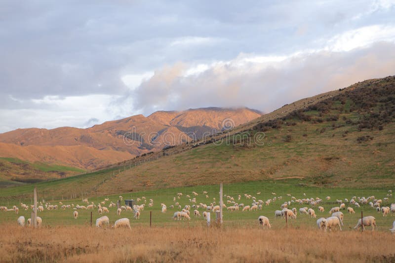 Sheep farm stock image. Image of sheep, life, scene, country - 40159539