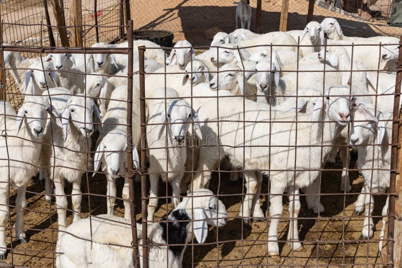 Sheep at a Farm in Saudi Arabia Stock Image - Image of middle, white ...