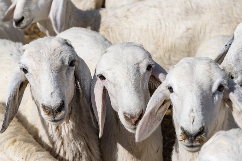 1,108 Sheep Middle East Stock Photos - Free & Royalty-Free Stock Photos ...