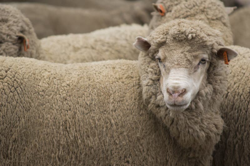 Tasmanian sheep stock image. Image of farm, sheep, scenery - 253587