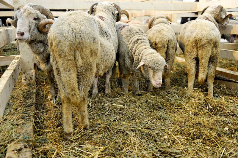Sheep Farm stock image. Image of mammal, rural, dairy - 35689633
