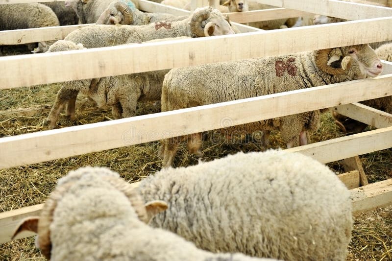 Sheep farm stock image. Image of farm, husbandry, dairy - 36769167