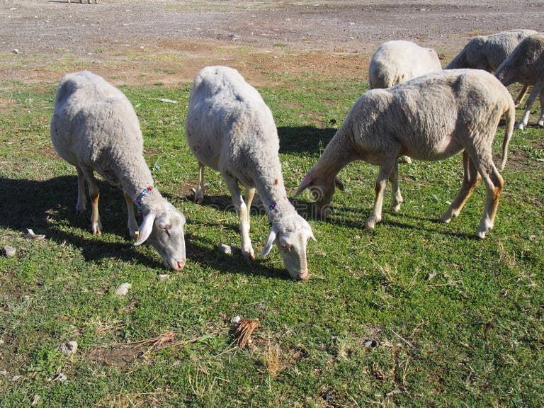 Sheep in farm stock image. Image of grass, farming, animals - 84178161