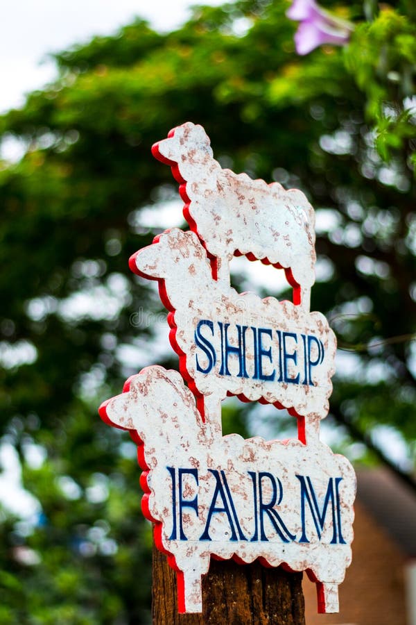 Sheep farm sign stock photo. Image of drive, field, communication ...