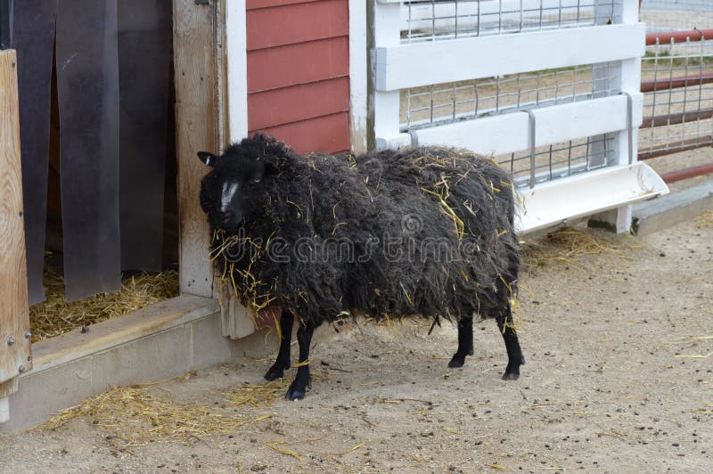 Sheep stock photo. Image of back, barnyard, icon, color - 91735366
