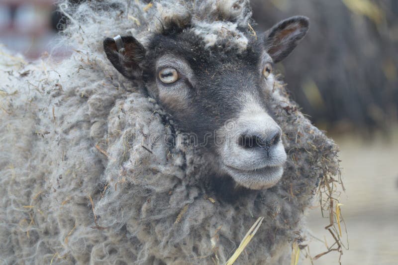 Sheep stock image. Image of close, center, dirt, animal - 91739679