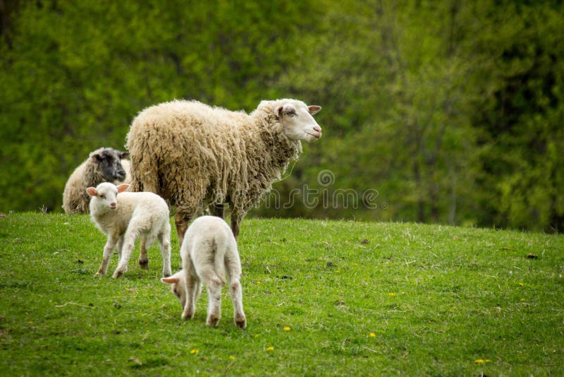 Sheep Farm Springtime stock image. Image of countryside - 152980209