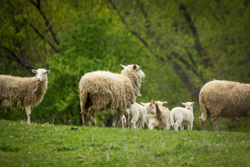Sheep Farm Springtime stock photo. Image of nature, grass - 152980240