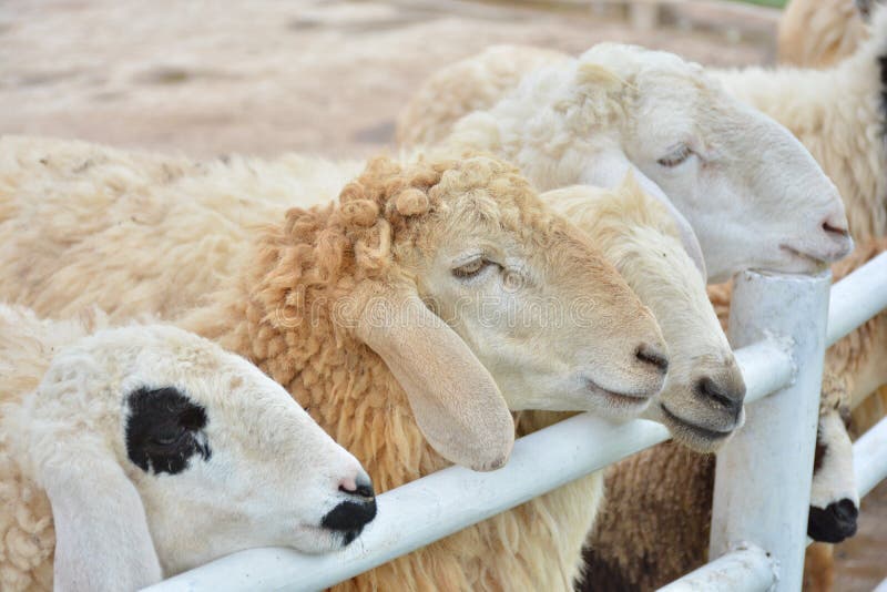 Sheep in farm. stock photo. Image of sheep, hungry, peckish - 76786570