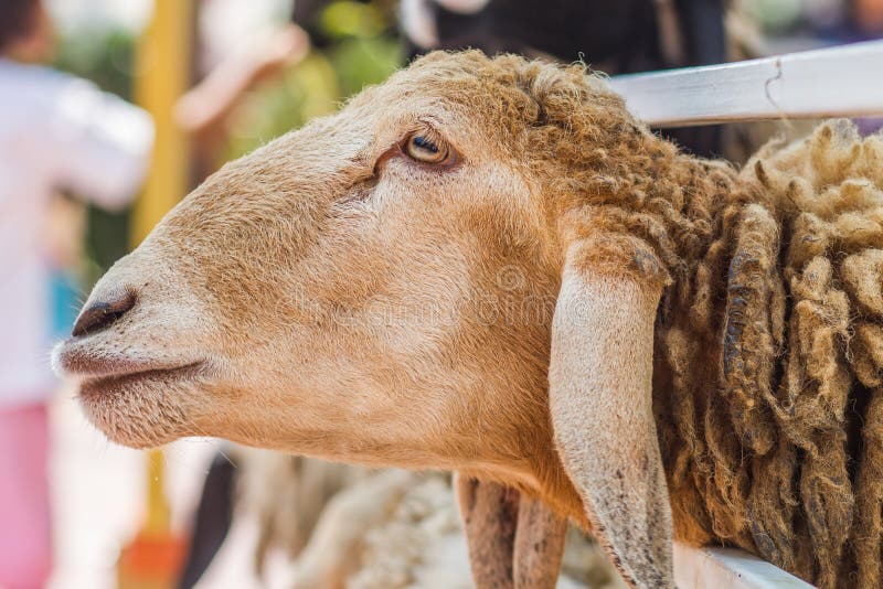 Sheep in the farm stock image. Image of cattle, lamb - 40538865