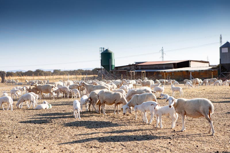 Sheep in a Farm during the Summer Editorial Stock Image - Image of face ...
