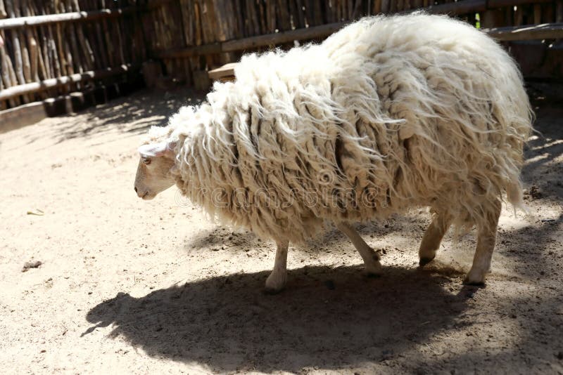 Sheep on farm in summer stock photo. Image of ecologic - 251689232