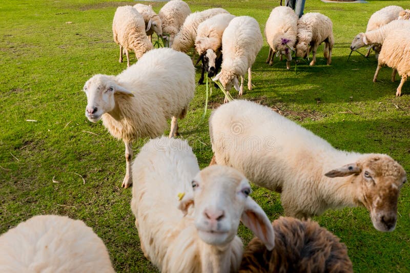 Happy sheep in farm stock image. Image of face, sheep - 34160553
