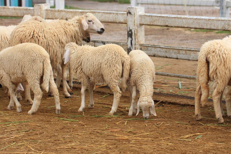 Danai Jumpasree (Chenhawnan) - Photographer profile