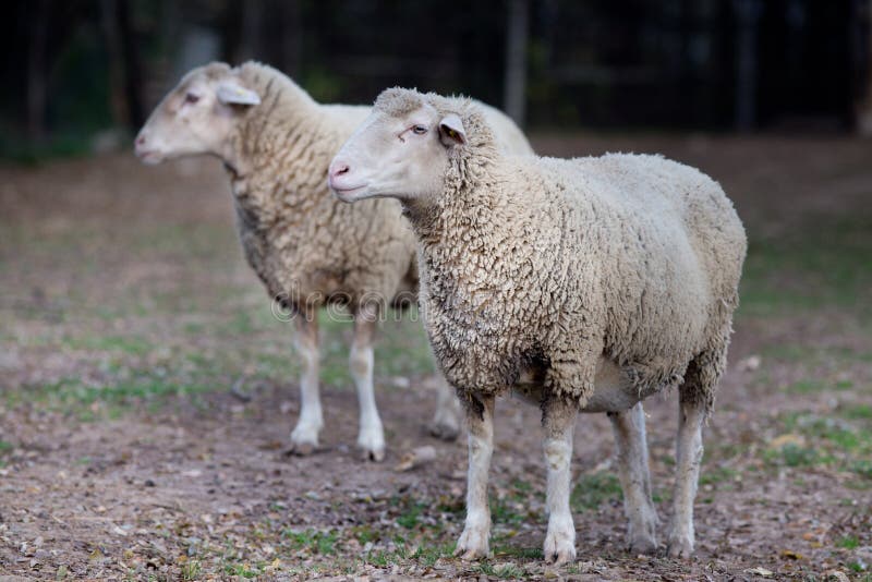 Sheep standing on farmland stock photo. Image of corn - 62587204