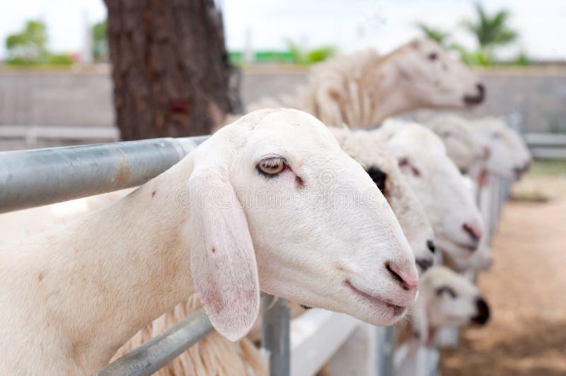 Sheep in the Farm are Waiting for the Food Stock Image - Image of roast ...