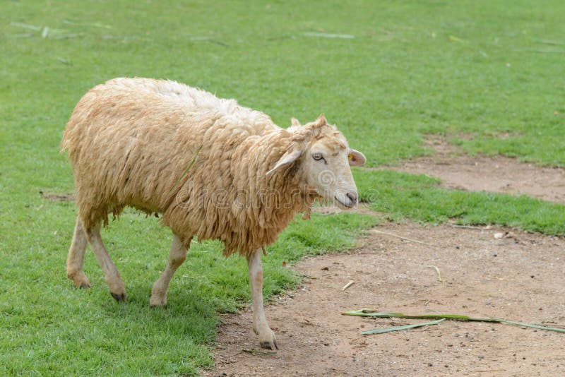 Sheep in farm stock photo. Image of fresh, ranch, nature - 114033392