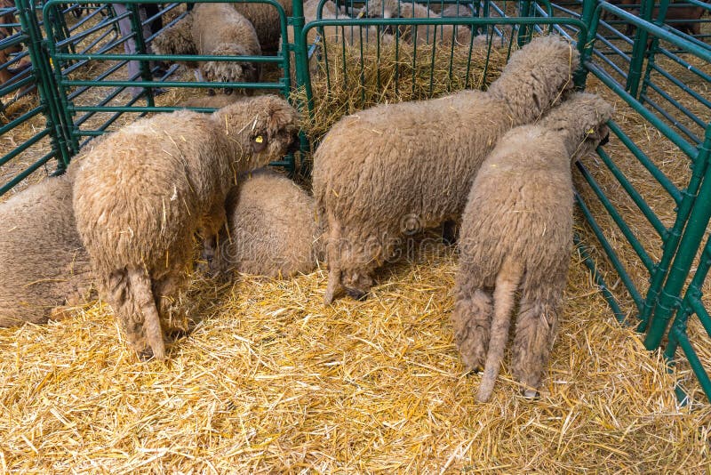 Sheep Farm stock photo. Image of sheep, farm, farming - 195517858