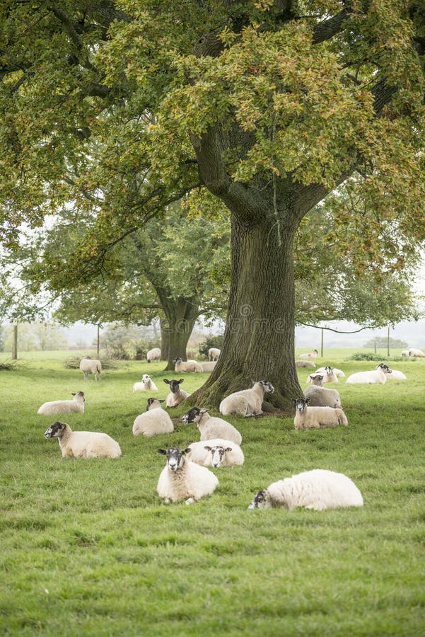 Sheep in Farmer Field Landscape in Autumn Fall Stock Image - Image of ...