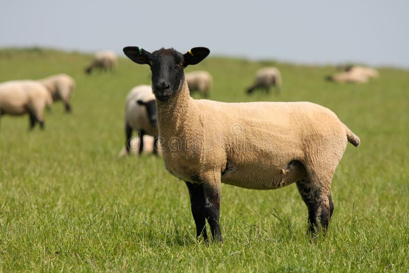 British Sheep , Sheep Farming Uk Stock Photo - Image of countryside ...