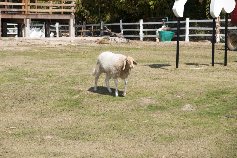 Sheep stock photo. Image of farm, grazing, culture, animal - 37929416