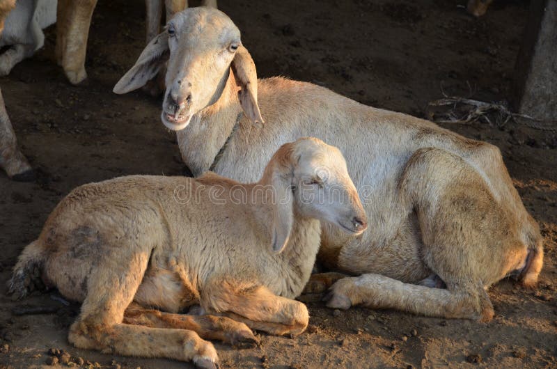 Sheep stock photo. Image of farm, tamilnadu, tamil, mammals - 84553632