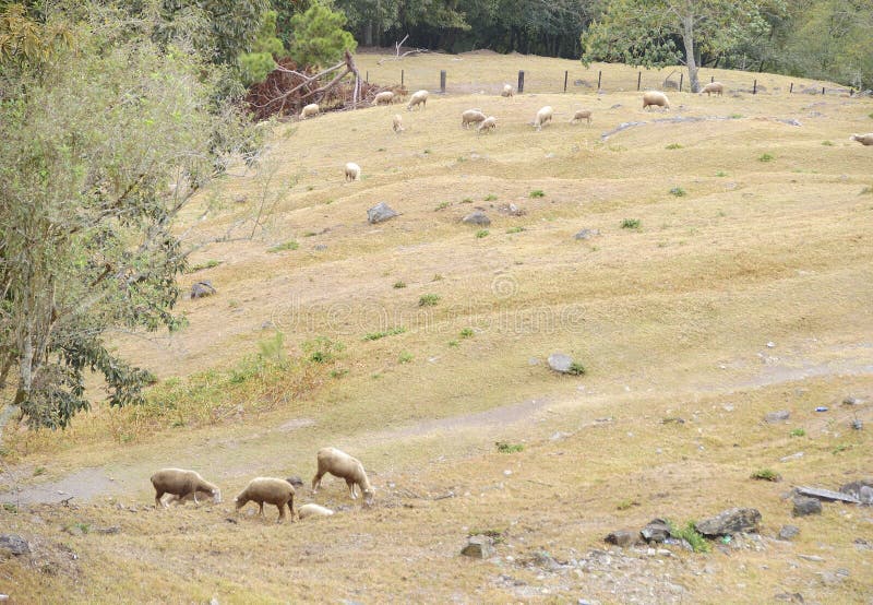 Sheep farming on mountain stock image. Image of animal - 83142453