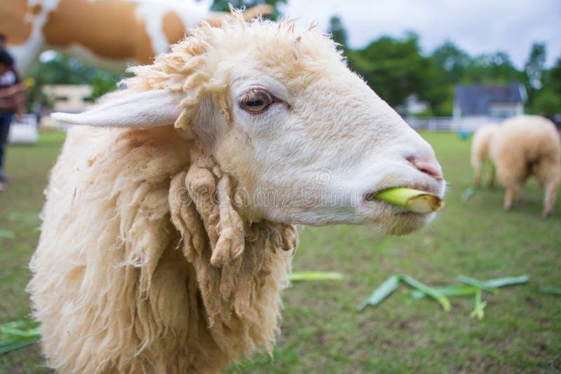 Sheep stock image. Image of agriculture, cute, mammal - 98177249