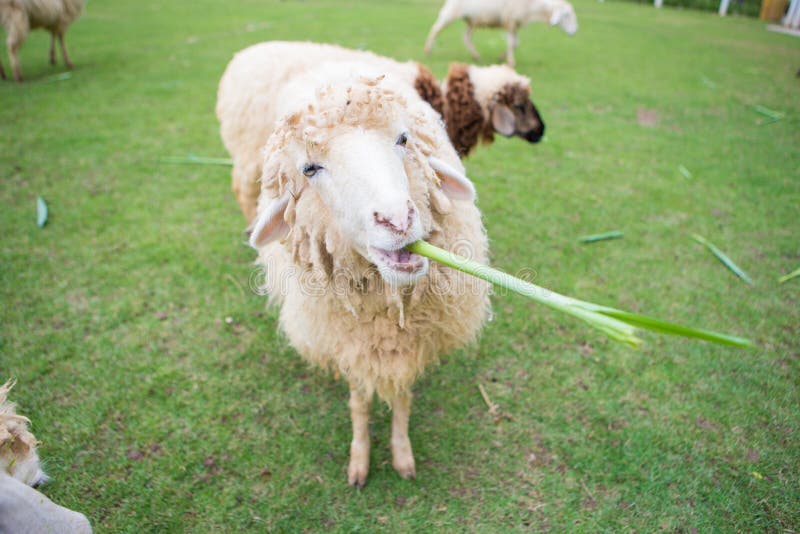 Sheep stock image. Image of breeding, agriculture, chew - 98177277