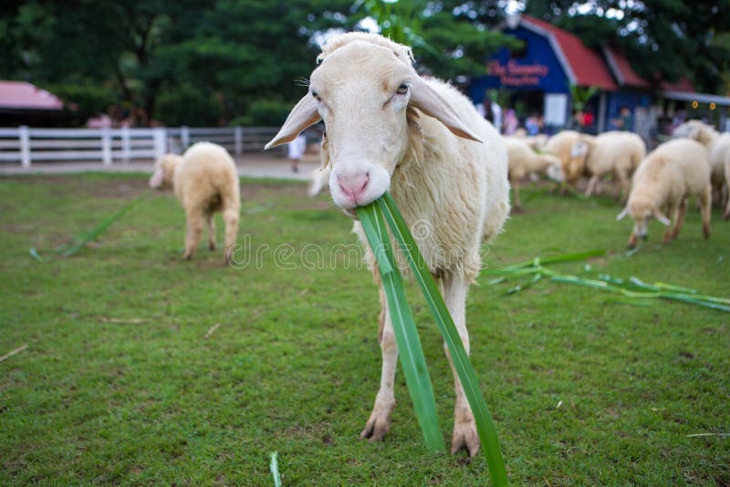 Sheep stock photo. Image of stalls, beasts, pets, lamp - 98177540