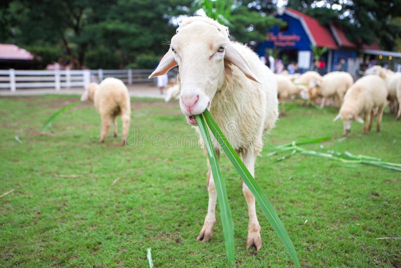 Sheep stock photo. Image of chew, feed, animal, wool - 98225814