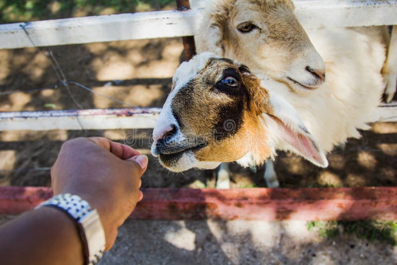 Sheep Feeding by hand stock photo. Image of feeding, nuts - 47262402