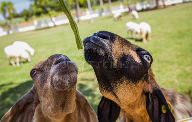 Sheep Feeding by Hand, Feeding Stock Image - Image of sweet, young ...