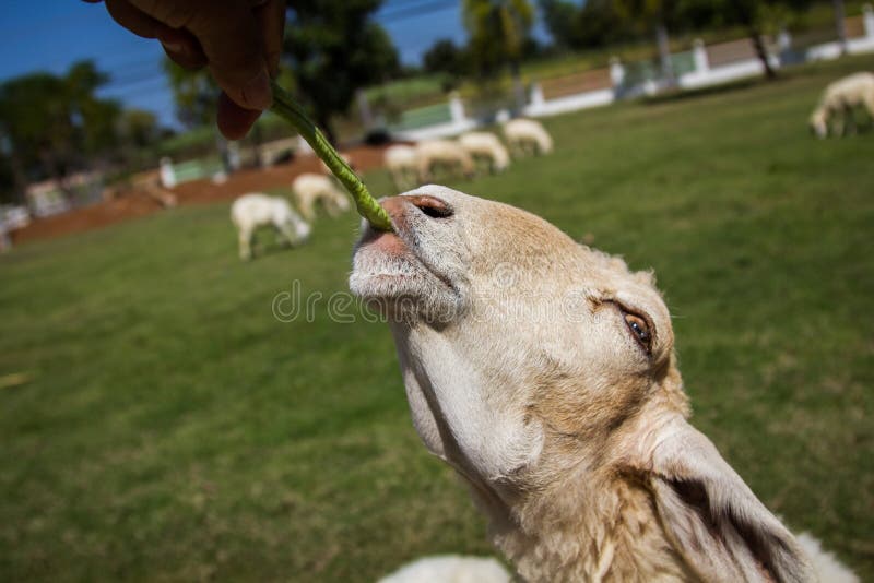 Sheep Feeding by hand stock photo. Image of feeding, nuts - 47262402
