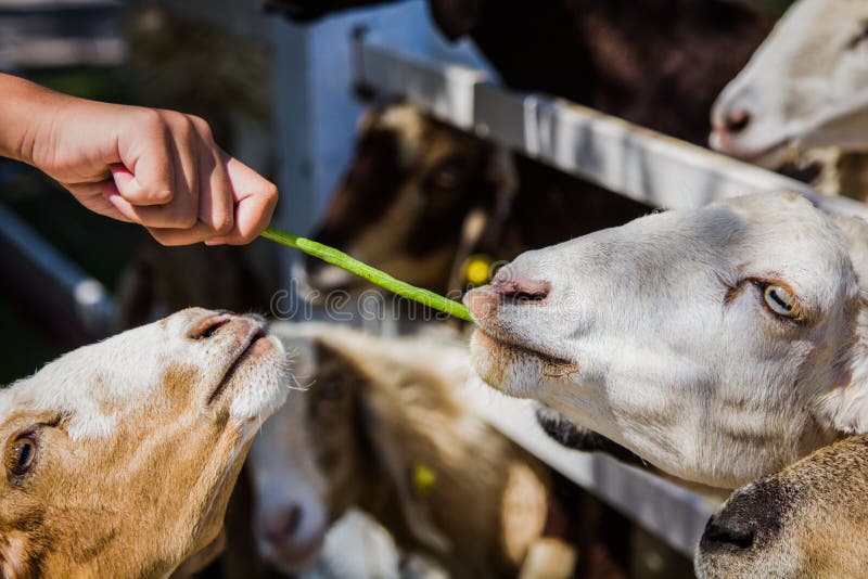 Sheep Feeding by hand stock photo. Image of eating, white - 47262364