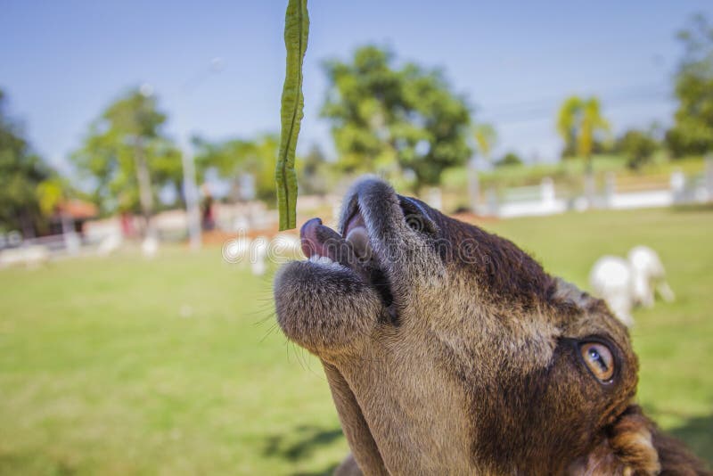 Sheep Feeding by hand stock image. Image of eating, agriculture - 47262385