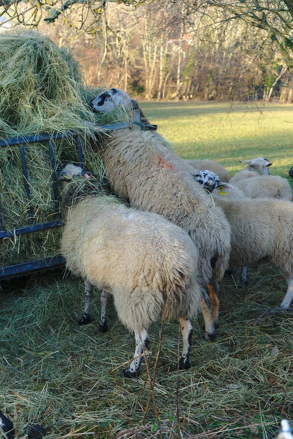 Sheep Feeding on Hay in a Manger Stock Image - Image of manger, winter ...