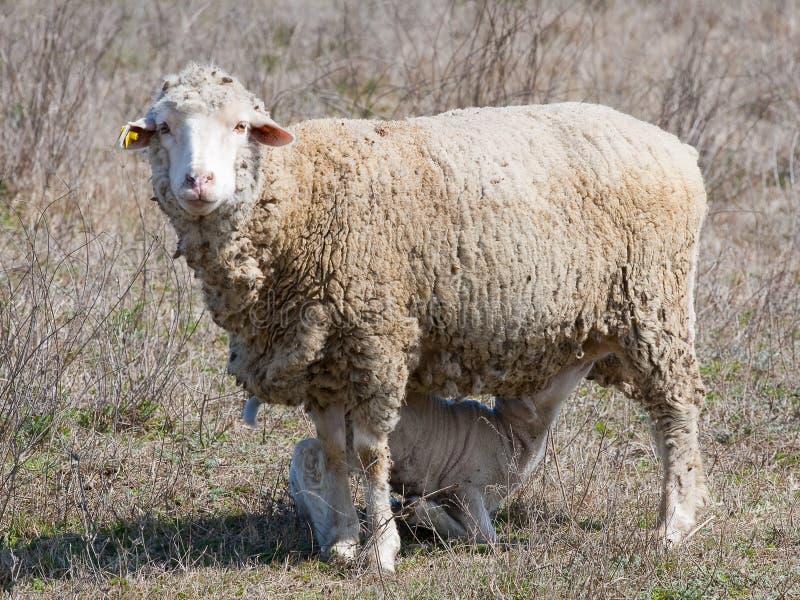 Sheep mummy stock image. Image of dankhar, himalaya, holy - 7776023