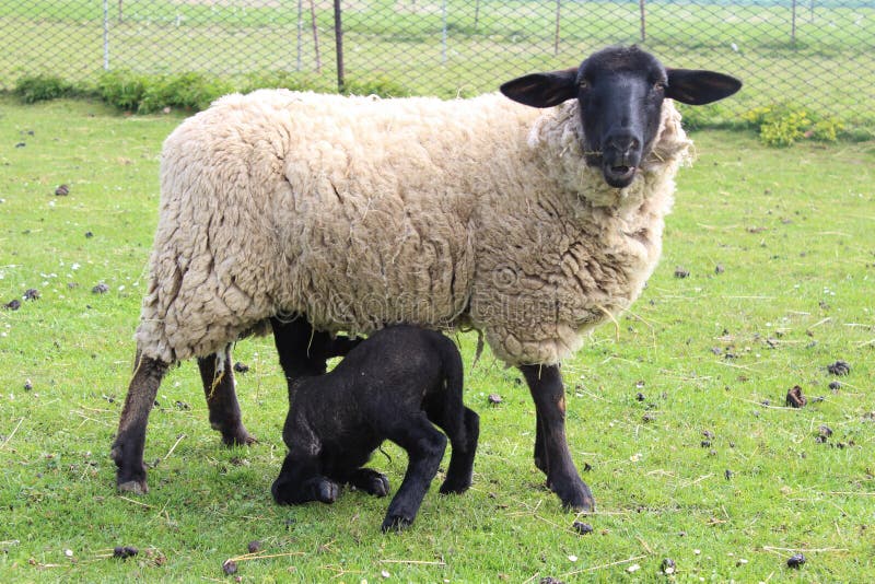 Suffolk lamb on the trip stock image. Image of mother - 91750625