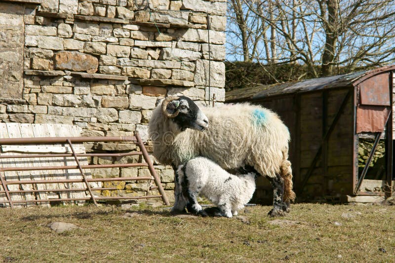 Sheep feeding lamb stock photo. Image of mother, lamb - 111242738