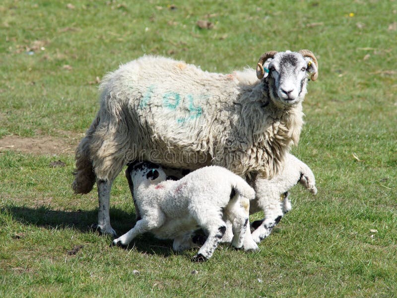 Sheep feeding lambs stock image. Image of feeding, milk - 217630529