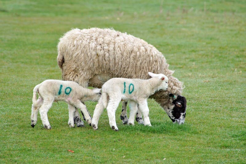 Sheep feeding lambs stock photo. Image of food, animal - 245337504
