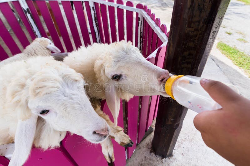 Sheep are Feeding from a Plastic Bottle.Thailand. Stock Image - Image ...