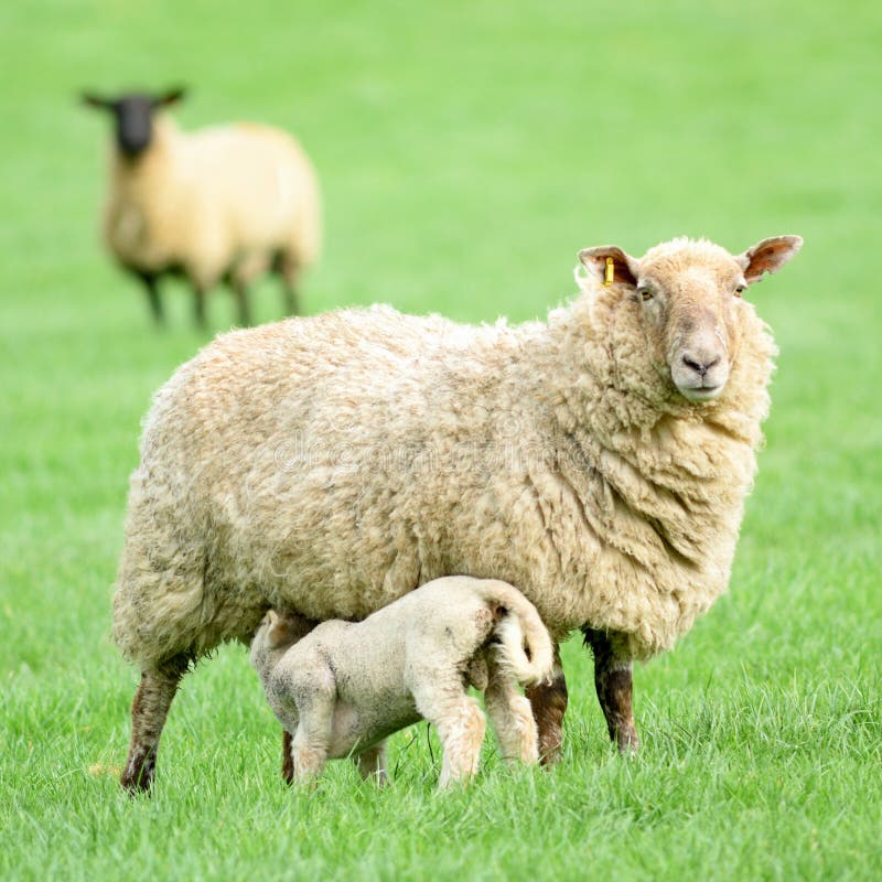 Sheep stock image. Image of devon, sheep, meadow, gaze - 88754307