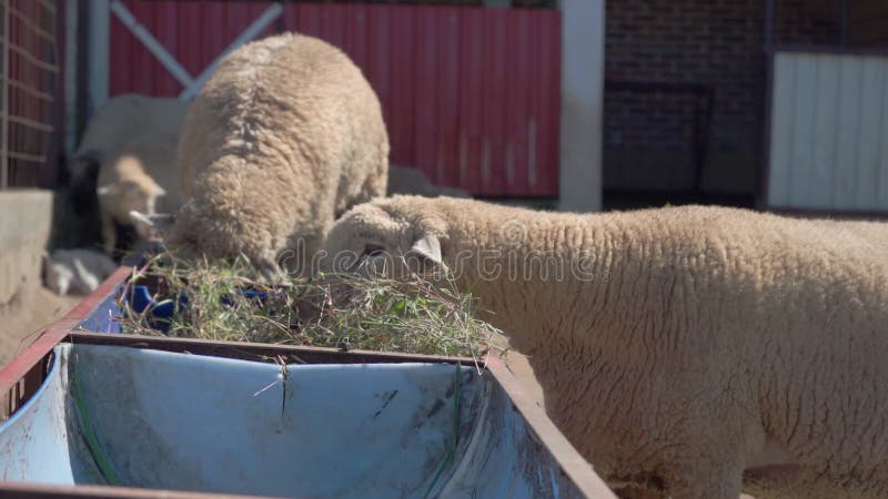 Sheep Eating Hay and Looking at the Camera on the Farm Stock Footage ...