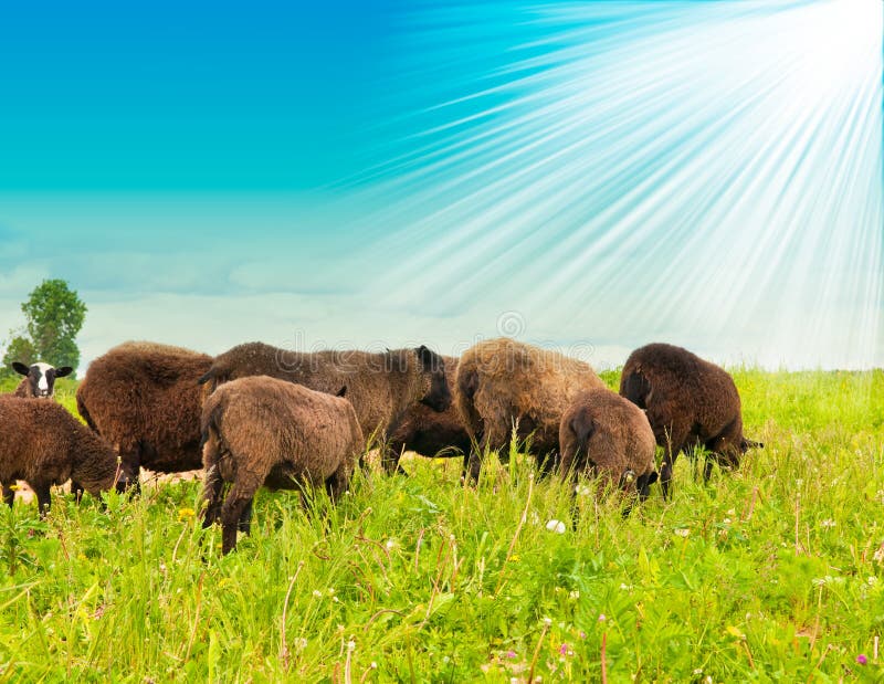 Sheep in the field stock image. Image of grazed, grass - 12702897