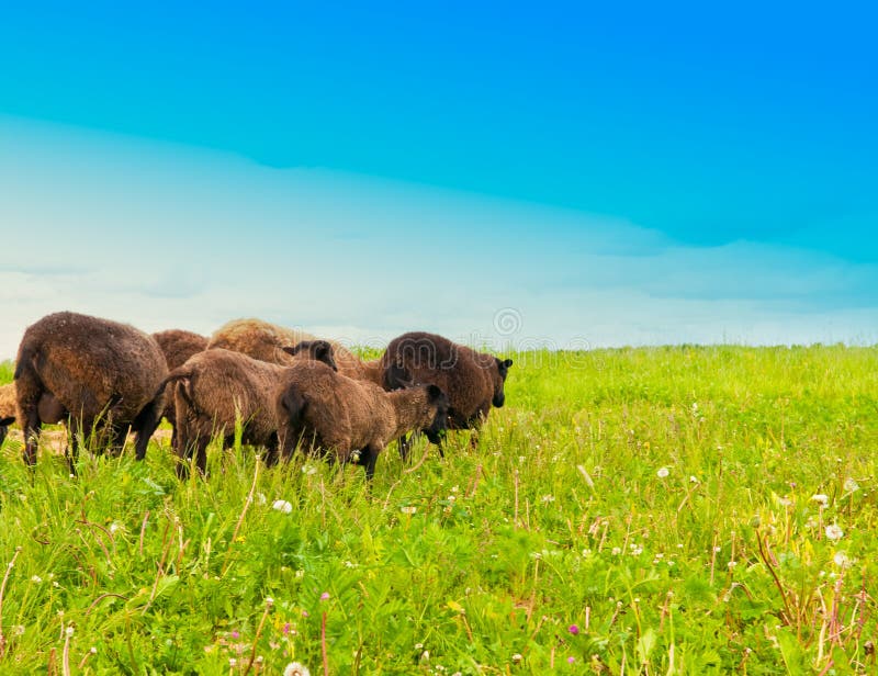 Sheep in the field stock image. Image of herd, summer - 12702899