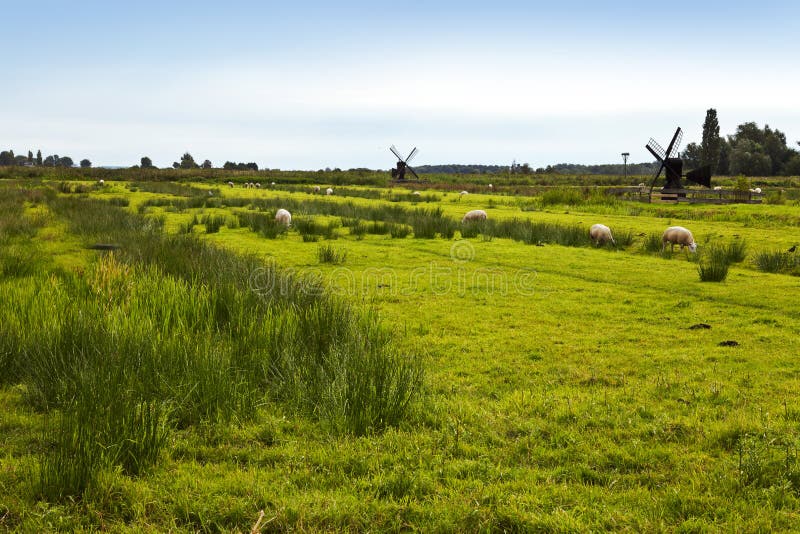 Sheep in the field stock image. Image of mill, country - 21254611