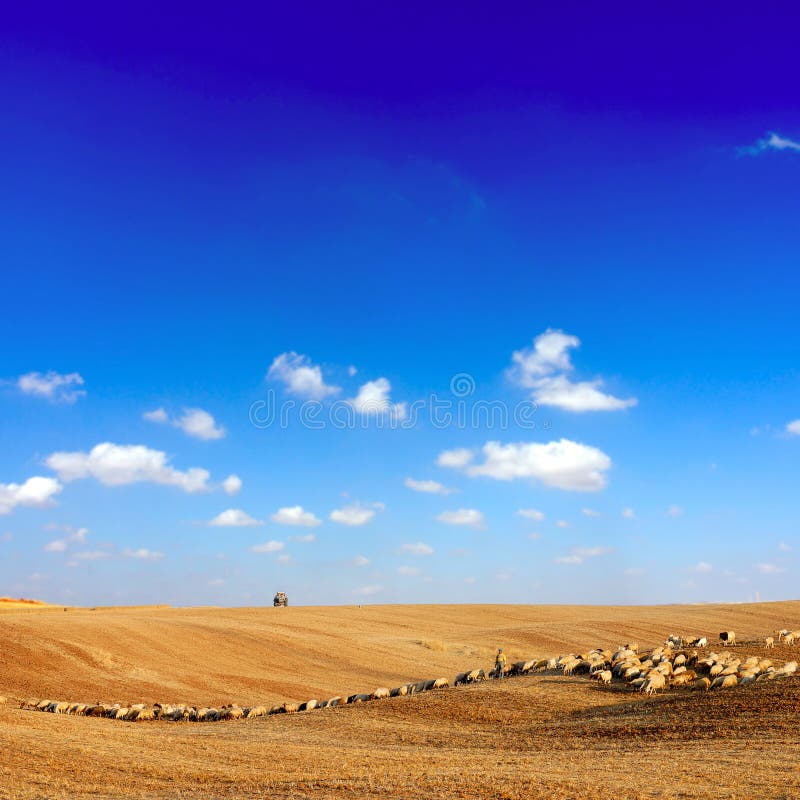 Sheep Picture. Image: 5285083