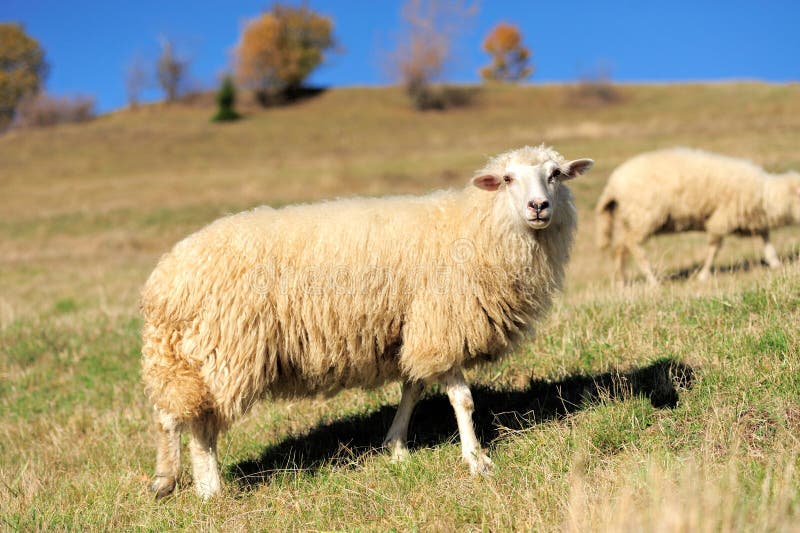 Sheep on a field stock image. Image of herding, meat - 27472723